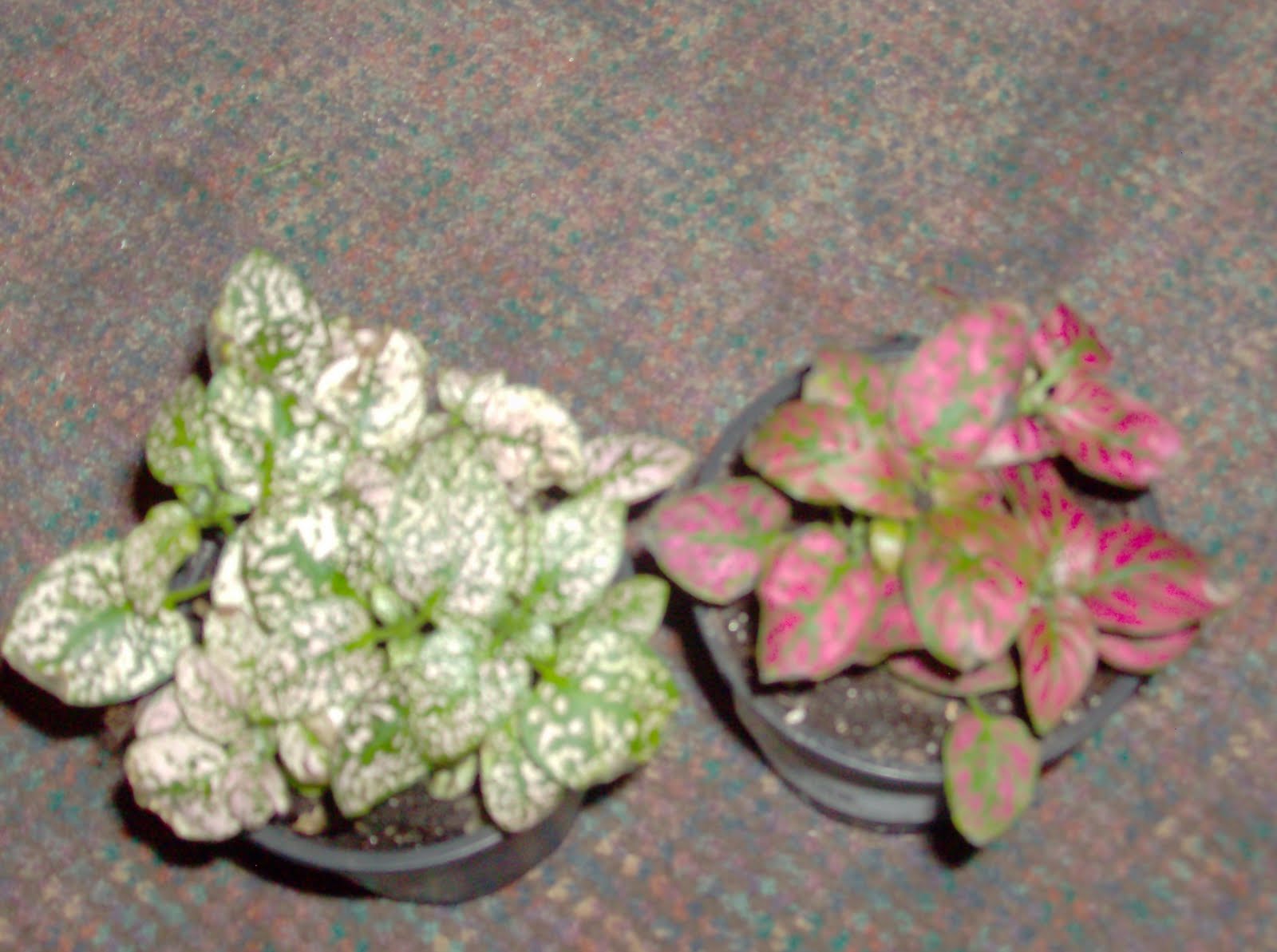 Foliage and Flowers: splash plant / Dolka dot plant (Hypoestes)