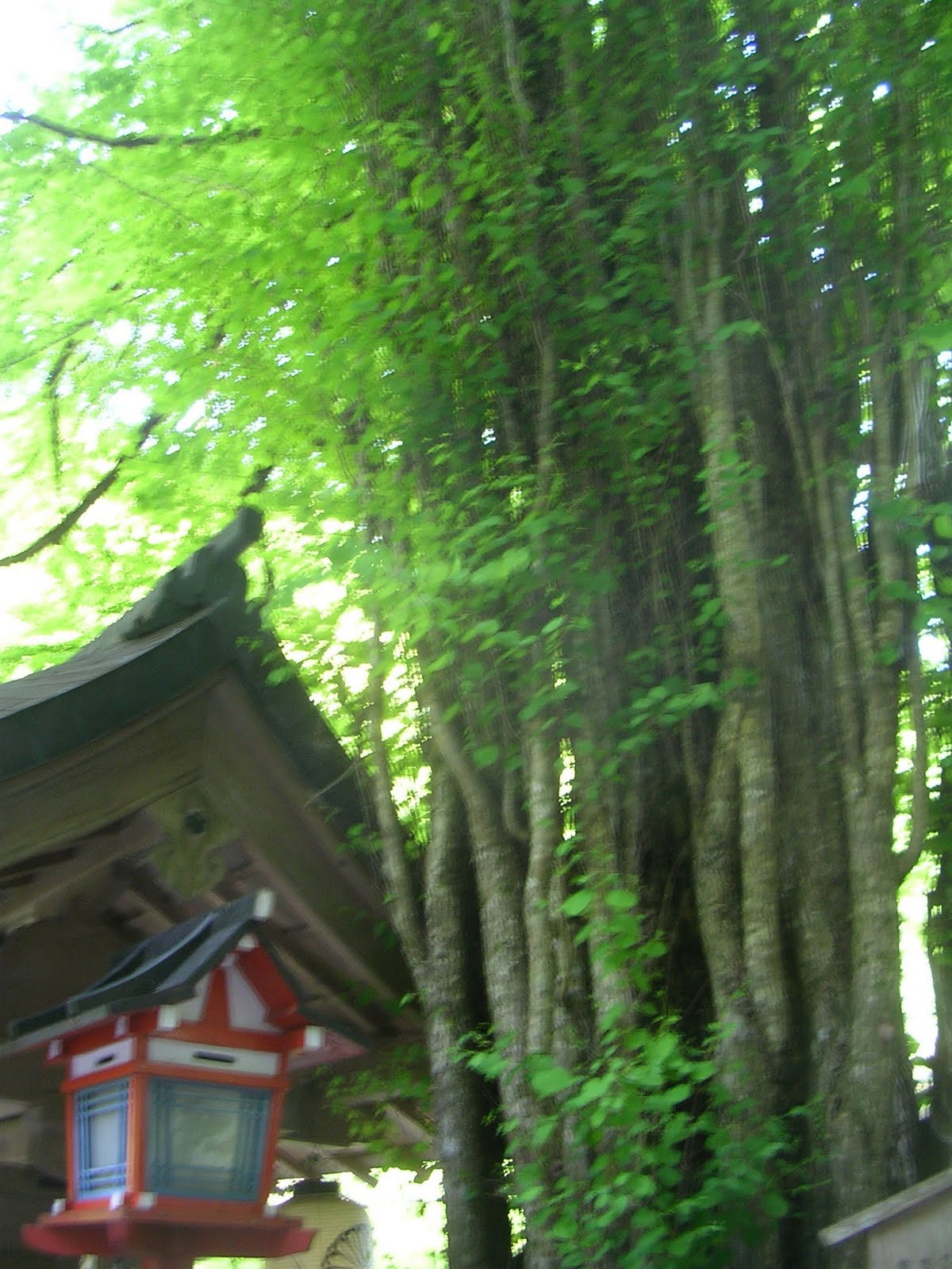 The Life with Reiki in Tokyo, Japan: Hike from Kurama temple to Kibune ...