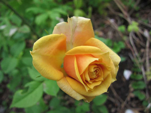 I never promised you a rose garden - Mina rosor : Napoli Forever