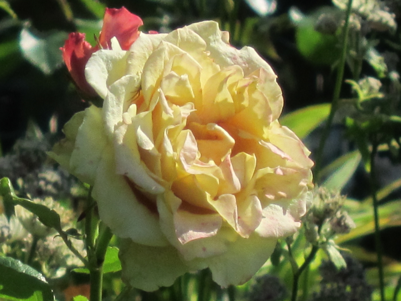 I never promised you a rose garden - Mina rosor : Napoli Forever