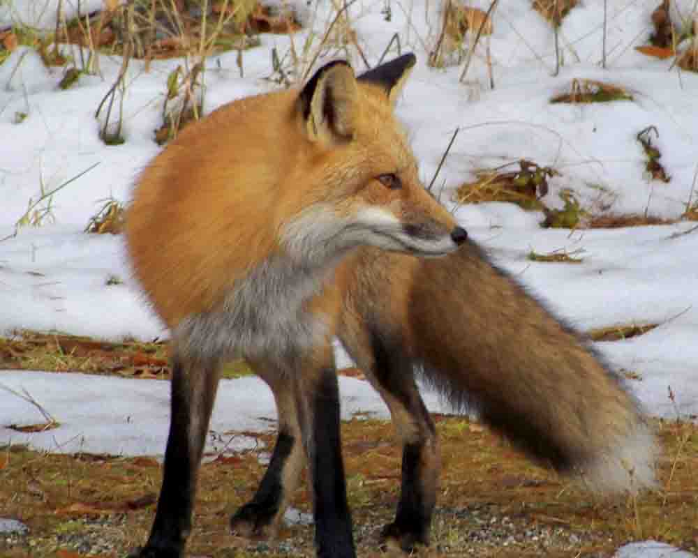 Iron Oak Farm: Wild Wednesday, Red Fox