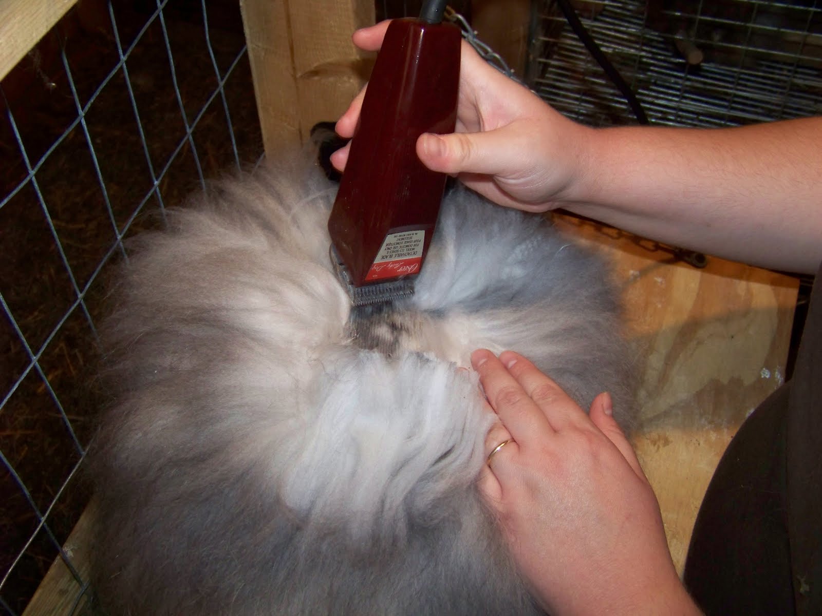 Iron Oak Farm: Shearing the Angora Rabbits