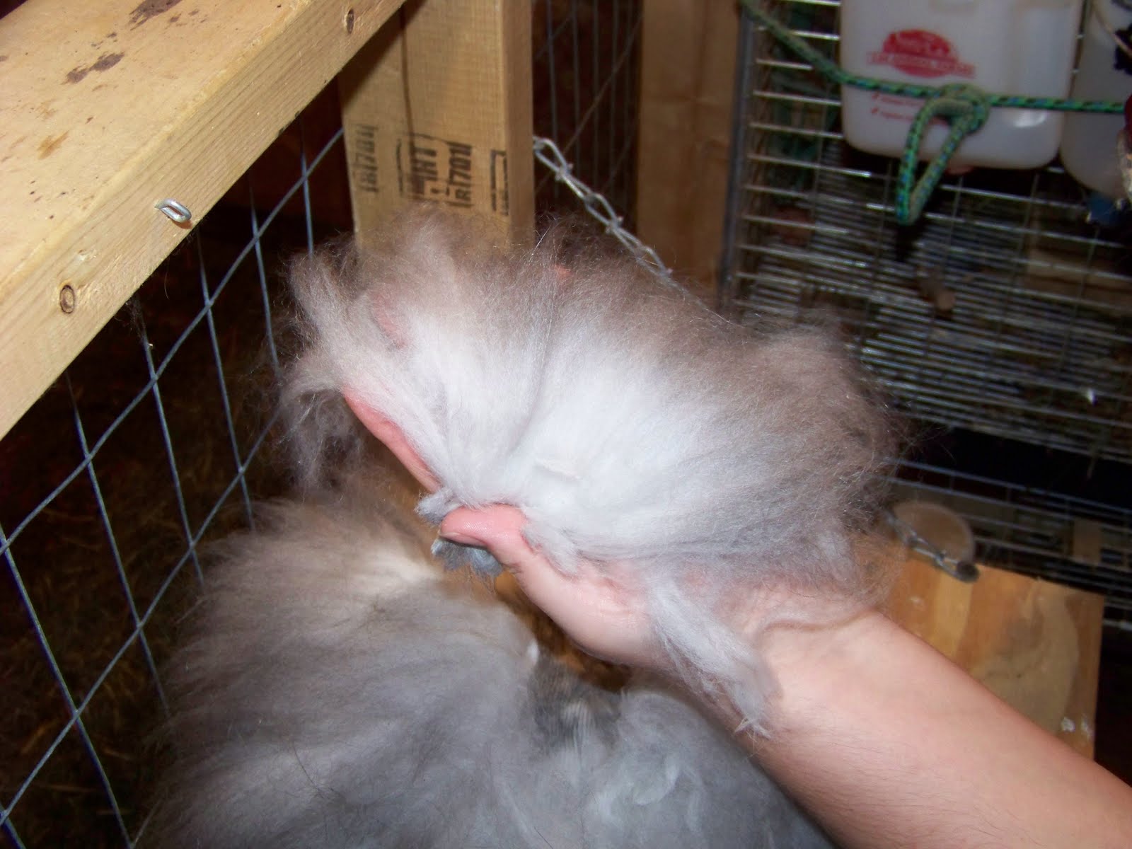 Iron Oak Farm: Shearing the Angora Rabbits