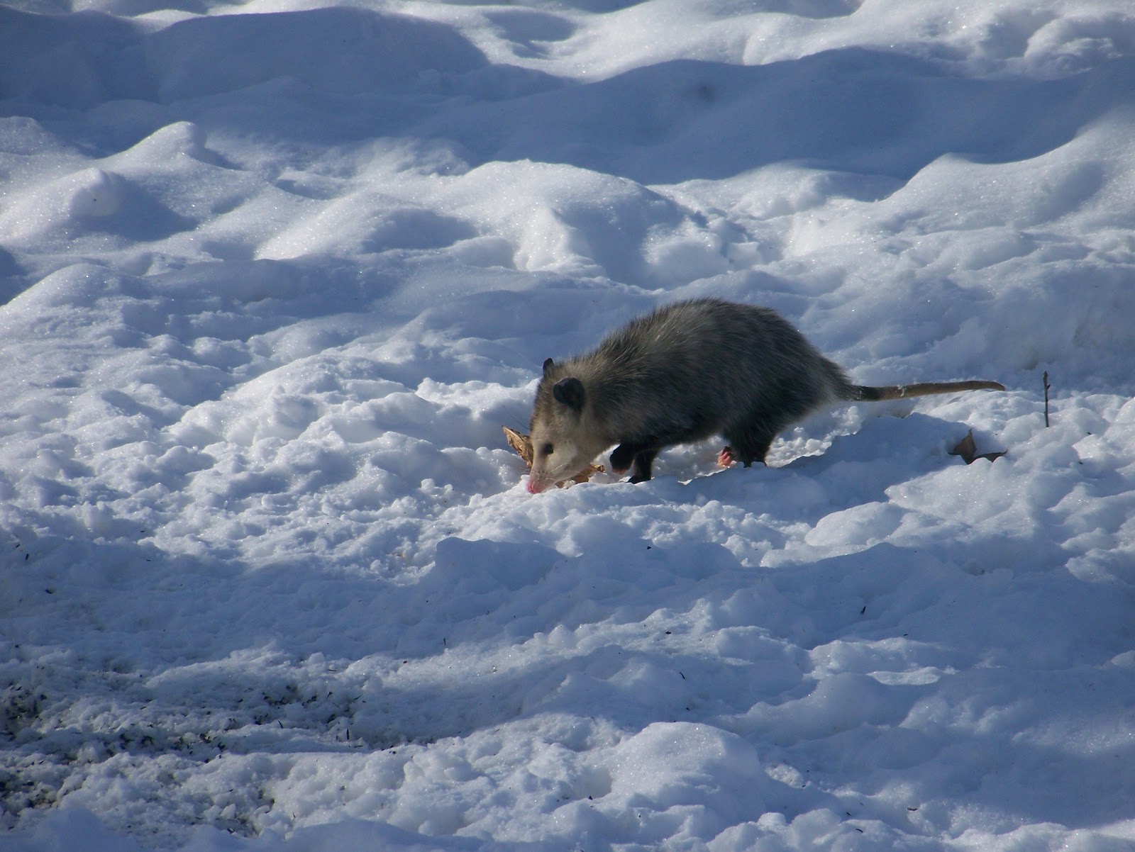 Iron Oak Farm: Wild Wednesday, The Opossum not the Possum