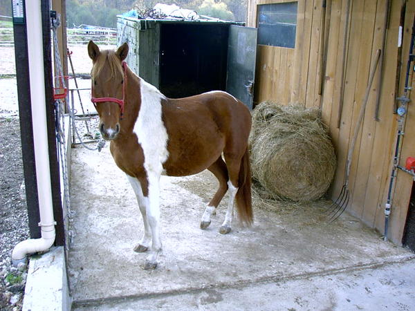 Sly, Poker no more...: Départ d'âne... arrivée de double poney??