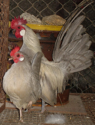 Aves de Gavião: Garnizés