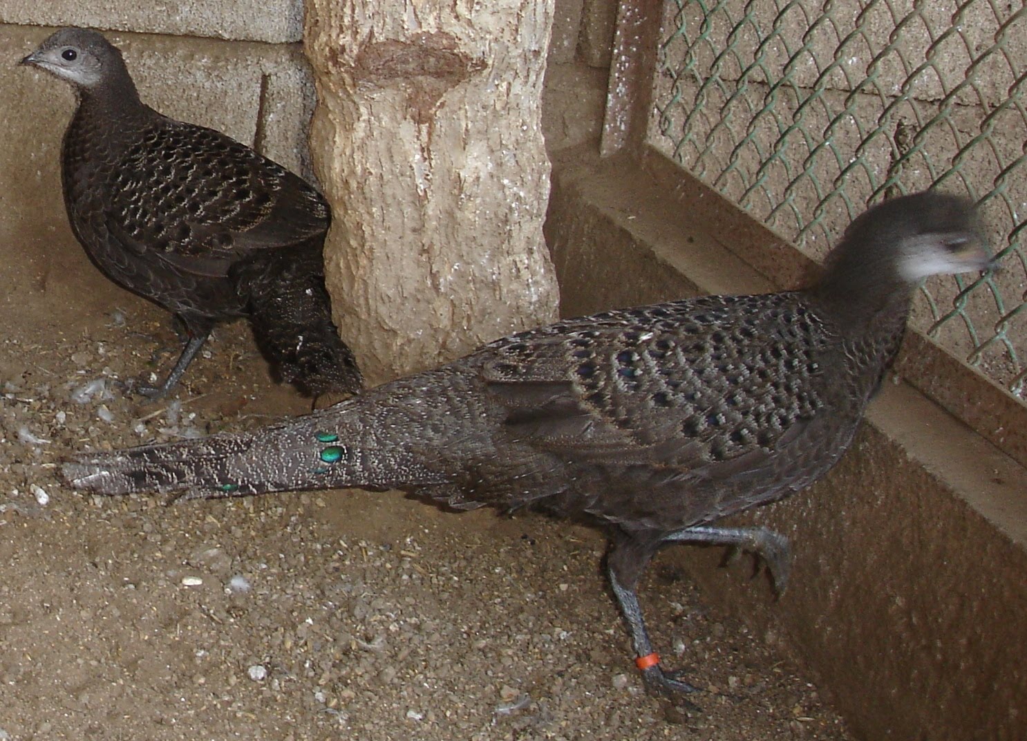 Aves de Gavião: Faisões
