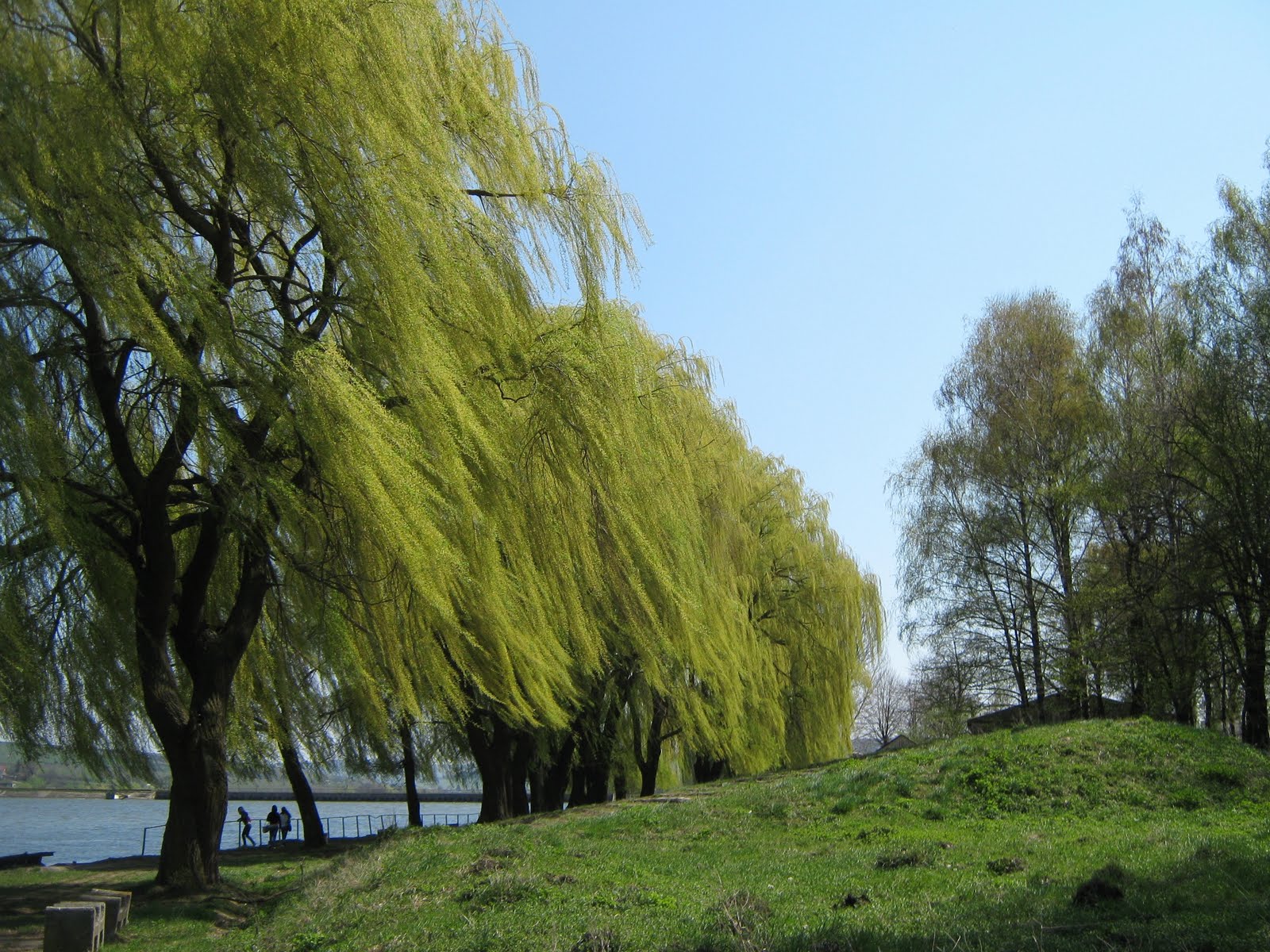 earthseaskycomeniusromania: The Spring Photo Exhibition - Romania