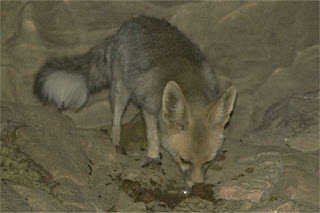 Iraq 101: Mammals of Iraq