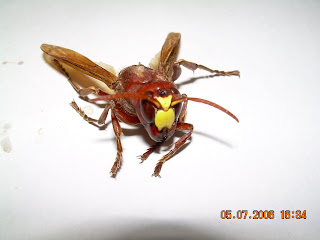 Iraq 101: Insects of Iraq