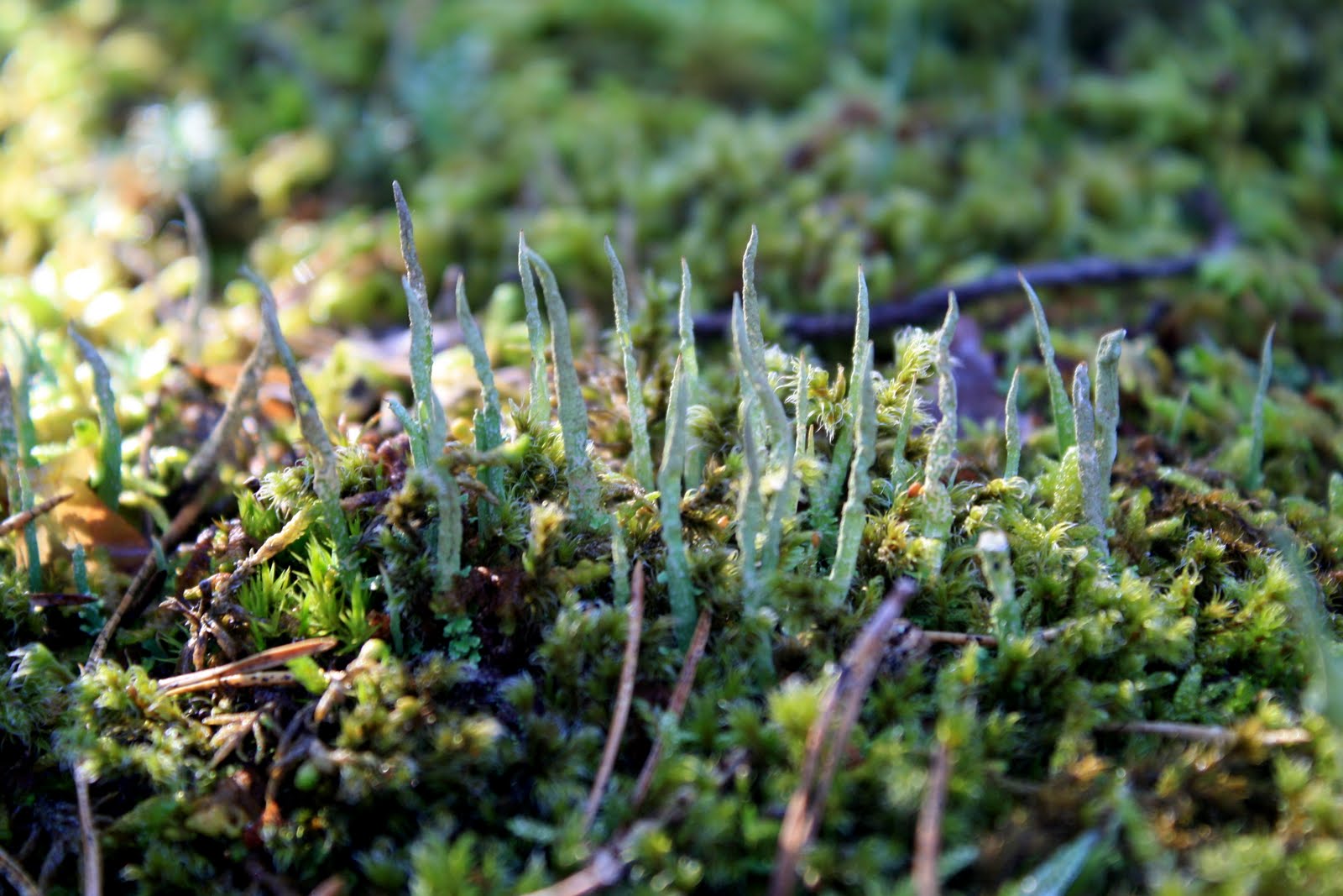 MIN NATUR: Mossa, mossa på er