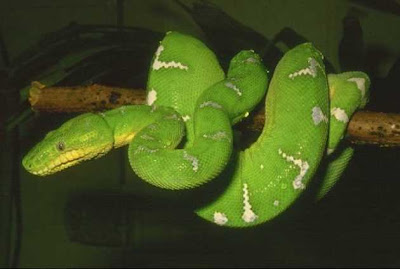 Scienze Calasanzio: I Rettili - Introduzione