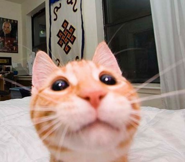 Lulzy Unicorms: moot's cat