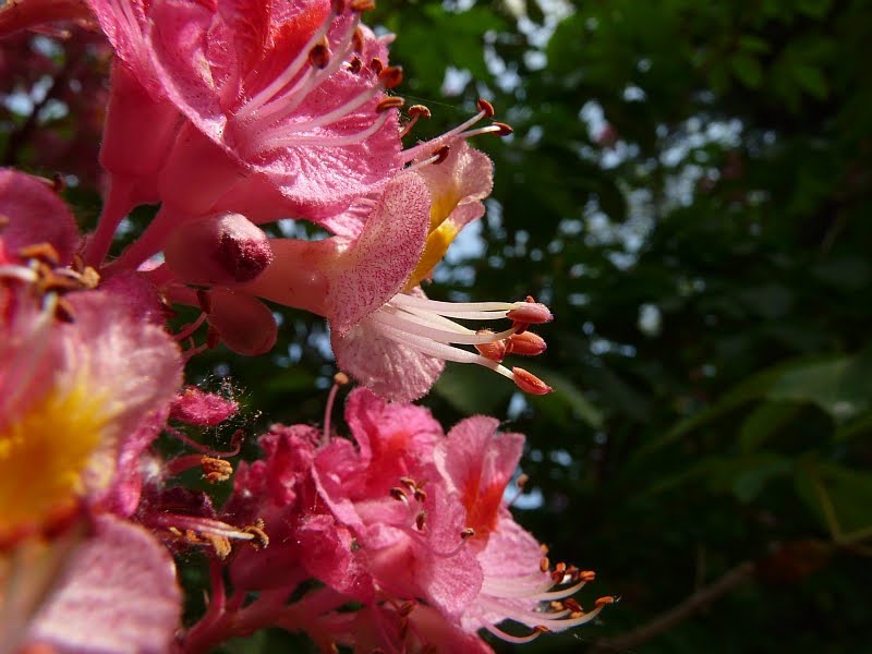 Cal Pepet del Xica, un jardí urbà al Prat de Llobregat: El castanyer d ...