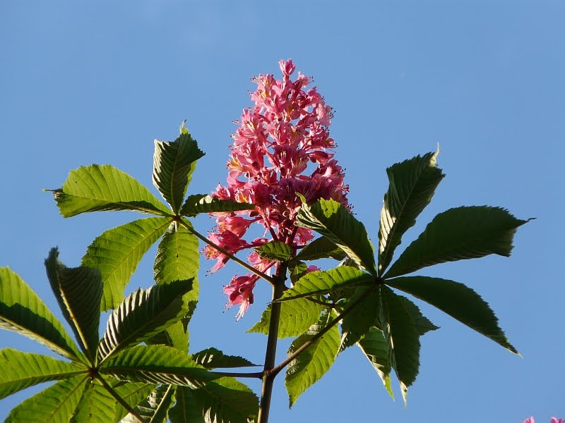 Cal Pepet del Xica, un jardí urbà al Prat de Llobregat: El castanyer d ...