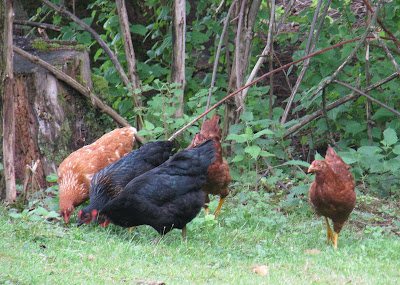 Beyond The Sidewalks: Chicken Fetish
