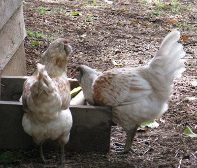 Beyond The Sidewalks: Chicken Fetish