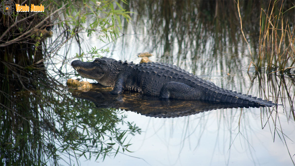 ViendoMundo: Parque Nacional de los Everglades (Florida)