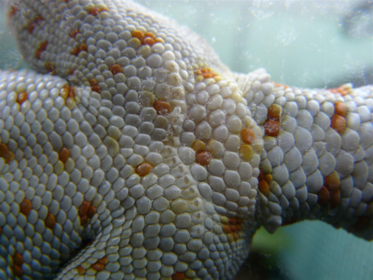 Tokay Gecko Price
