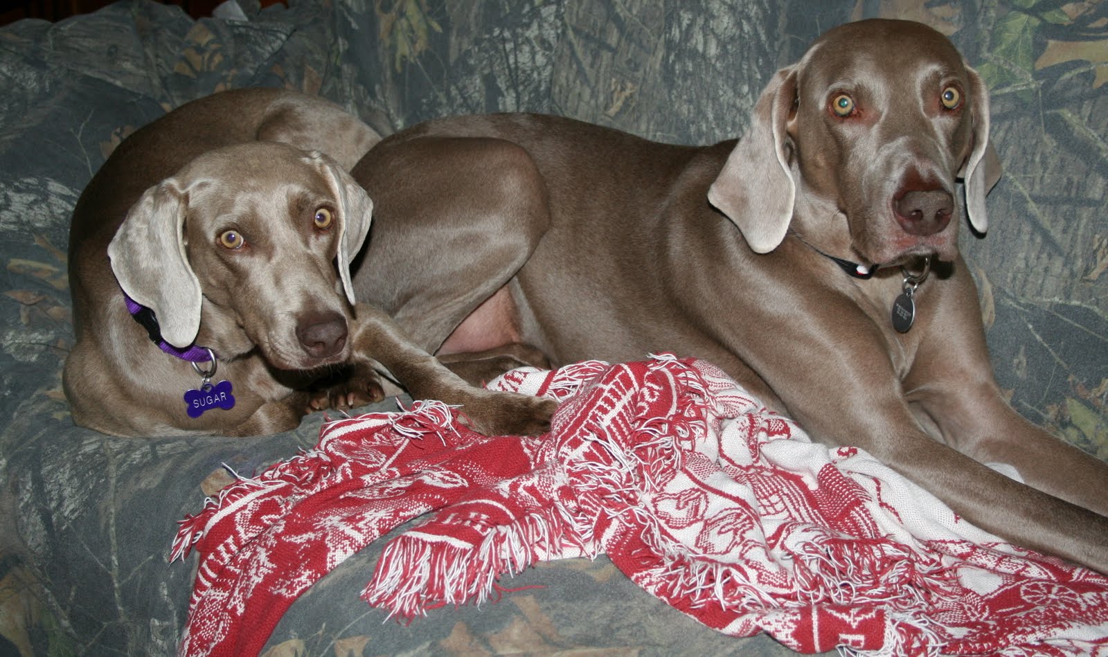 Weimaraner Rescue of the South and me