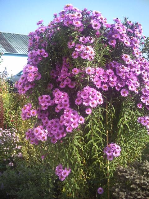 the silverscrapper's craft space: The Very Tall Aster