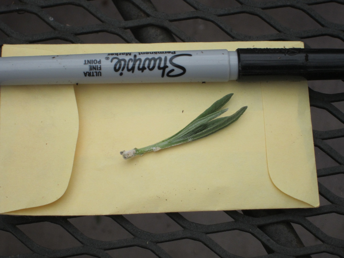 Propagating Herbs Via Cuttings Root Simple