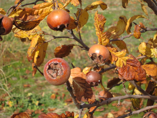 Medlar: The Best Fruit You’ve Never Heard Of | Root Simple