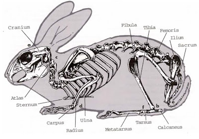 CARNICOS: CORTE Y PORCIONADO DE CARNE DE CONEJO