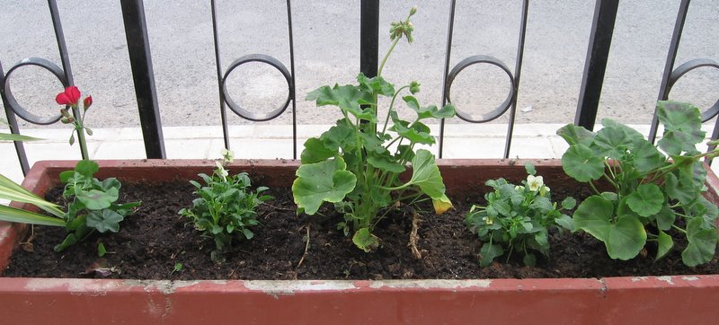 This is Cyprus...: Plants and plant pots