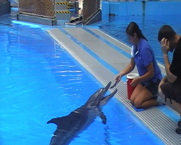 Kong Pow Kelsey: Dolphin Training