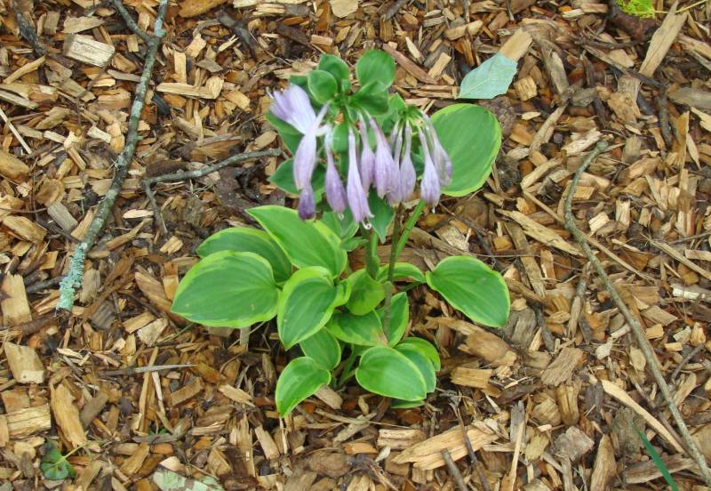 Hostas Blooming