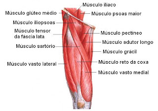 Enfermagem: Sistema Muscular