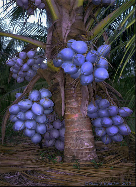 Coconut Ecomuseum: Le blues du cocotier - Coconut blues
