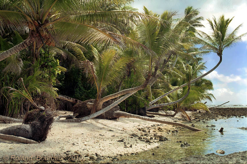 Coconut art: Coconut blues