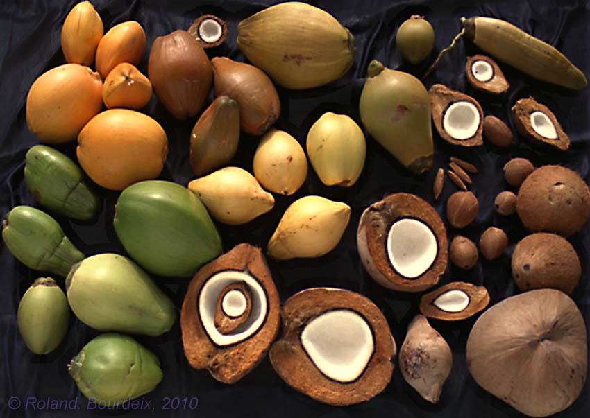 Coconut art: Coconut blues