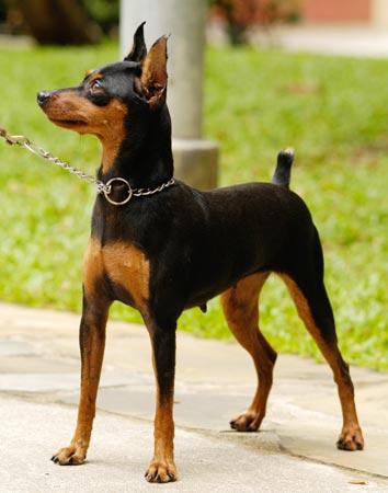 Help!!!! MIn pin breeders in tristate?