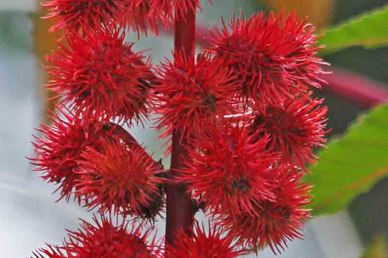 East Gwillimbury CameraGirl: Castor Plant/ Today's Flowers