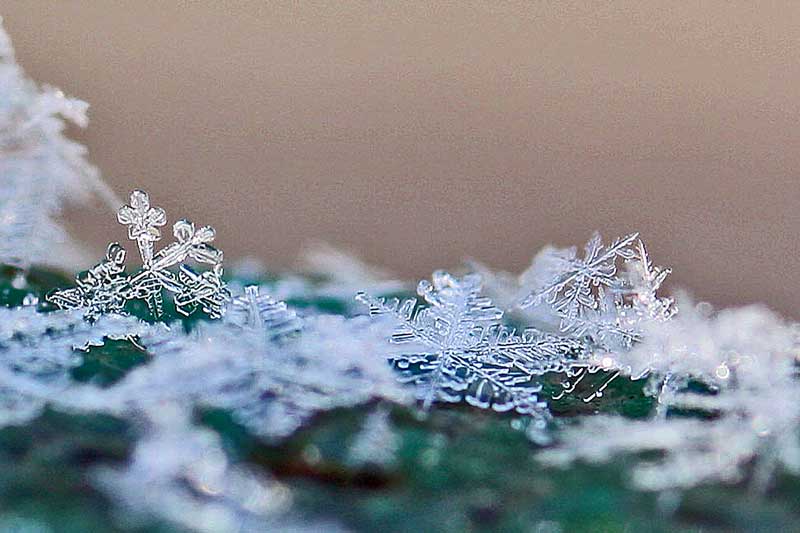 East Gwillimbury CameraGirl: Snowflakes/ Macro Monday