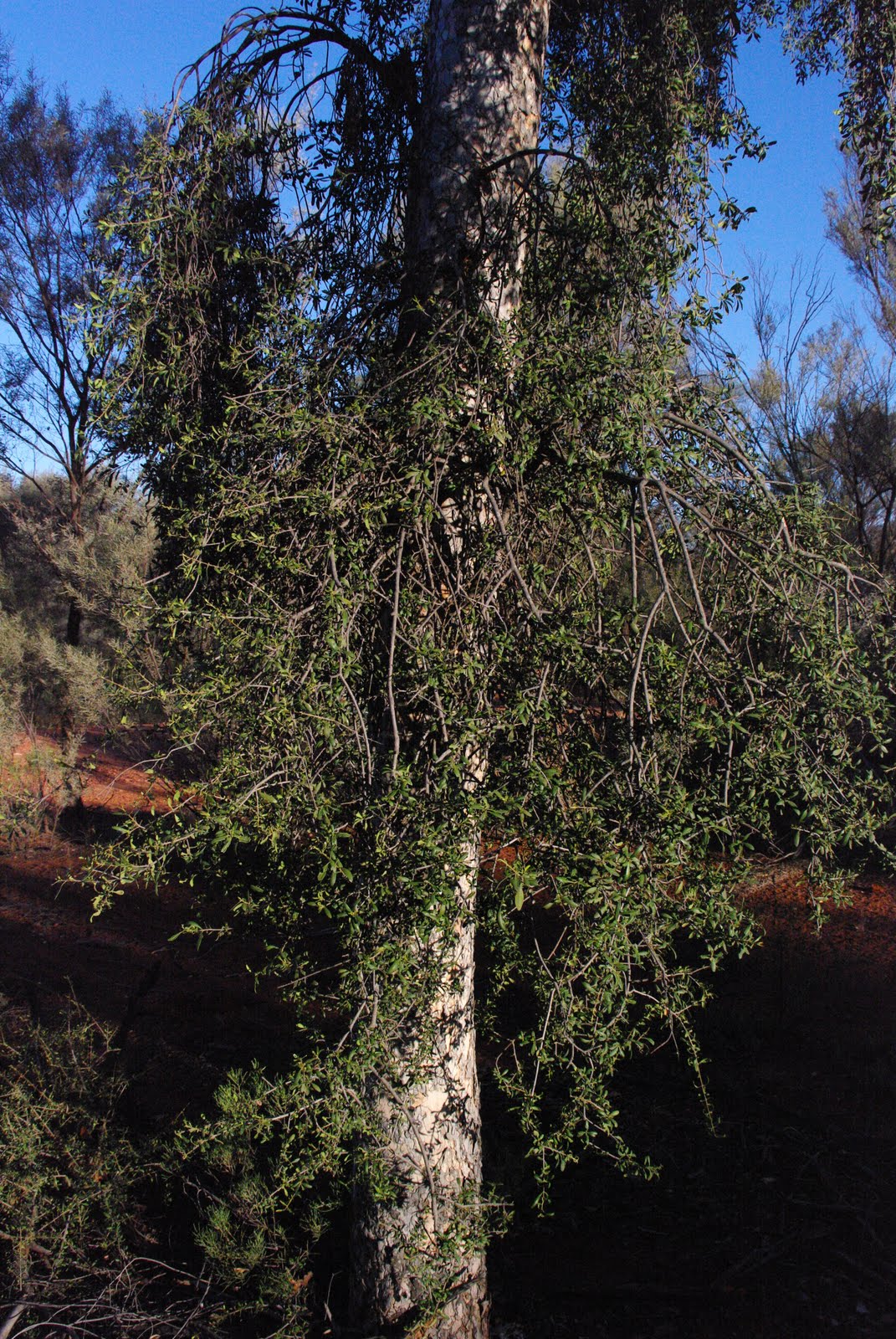 toward sustainability with three kids......: Leopardwood - could this ...