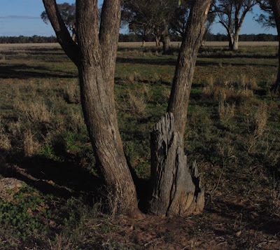 toward sustainability with three kids......: A landscape of regeneration