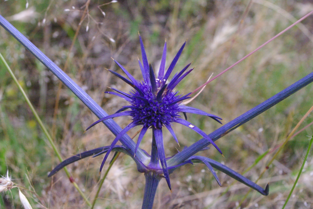 toward sustainability with three kids......: December 2010