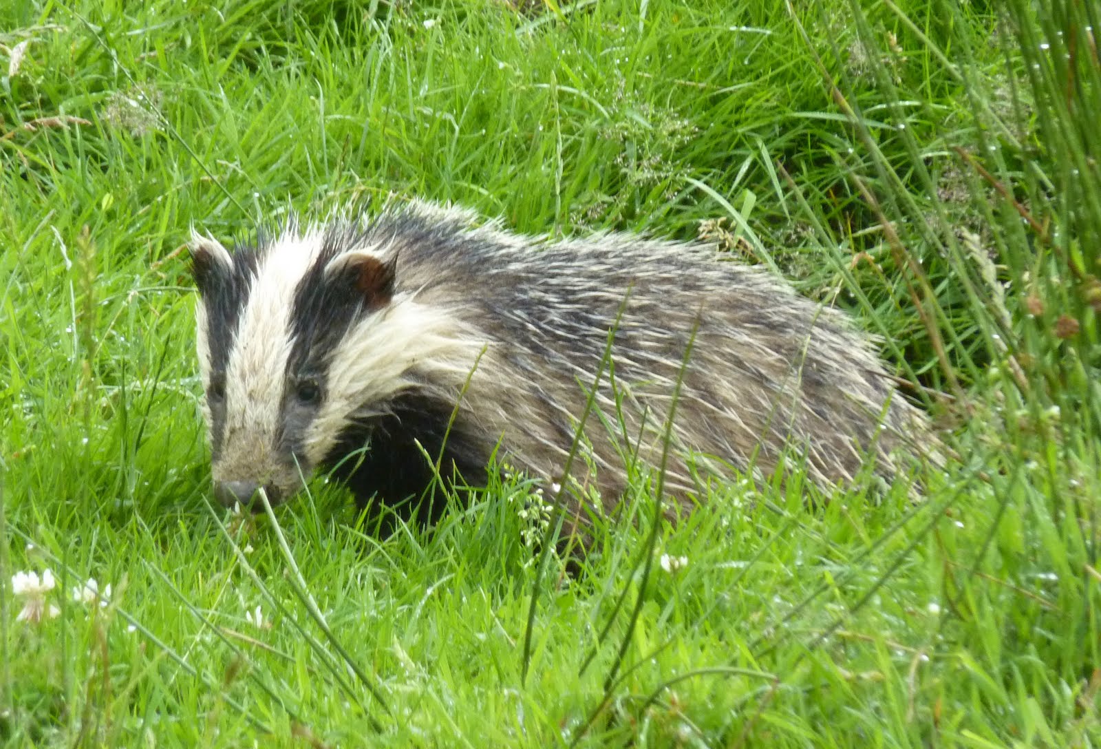 Paul Procter Fly Fishing: July 2010
