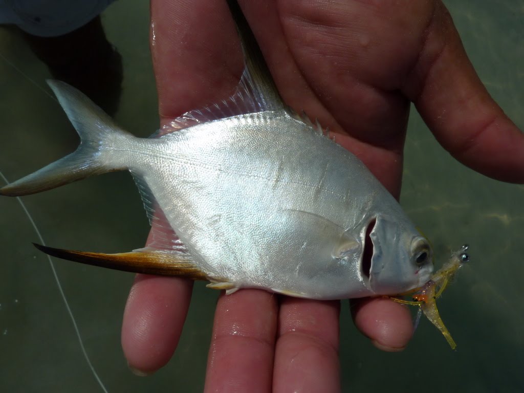 Paul Procter Fly Fishing: December 2010