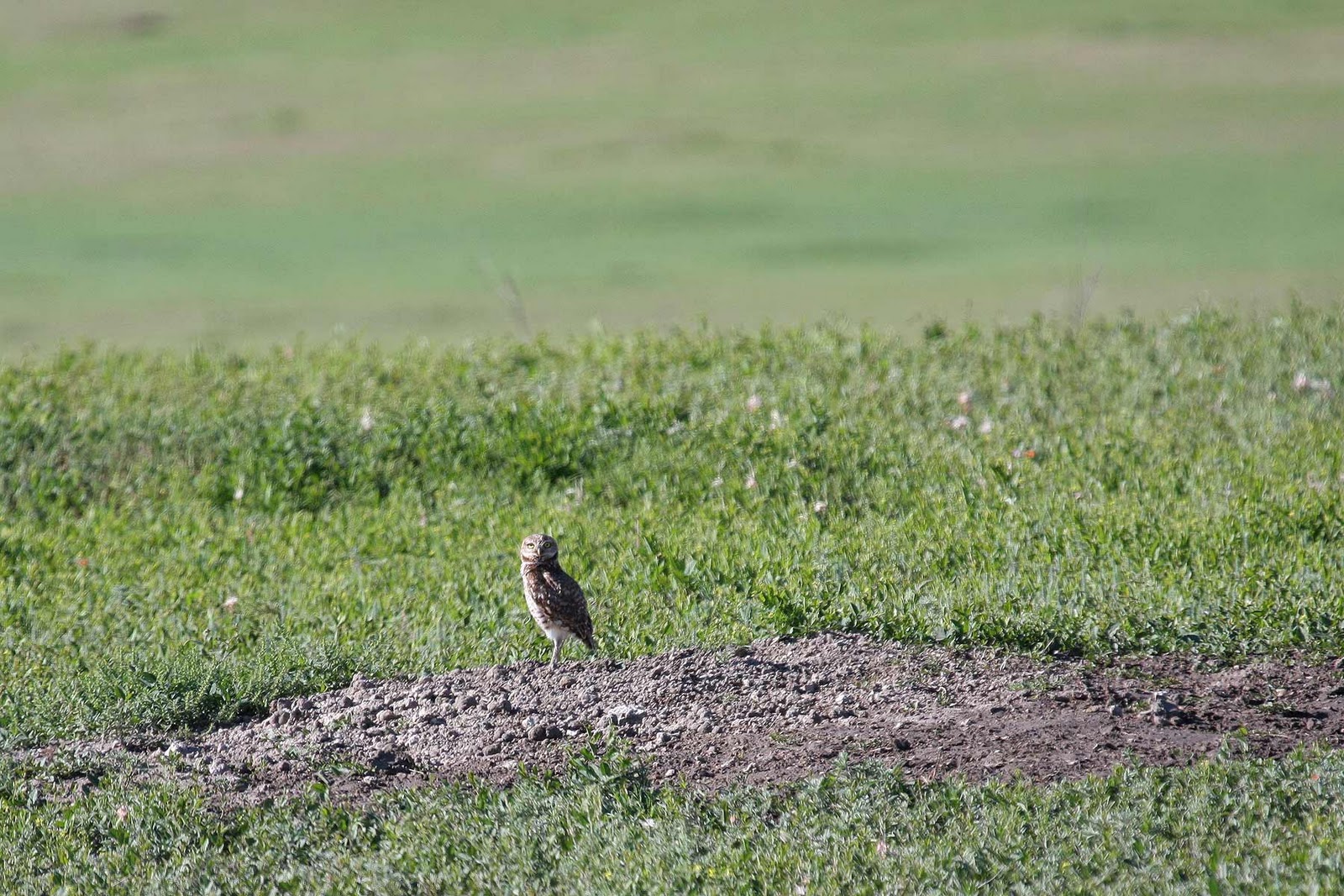 World Bird Sanctuary: Those Amazing Birds