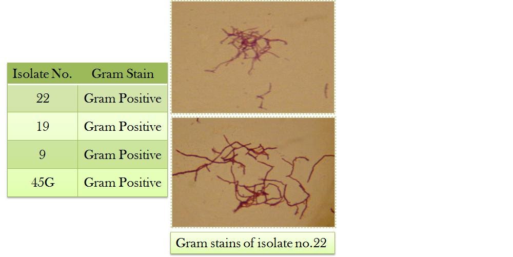 Isolation & Identification of vStreptomyces spp.: Step X: Gram Stain