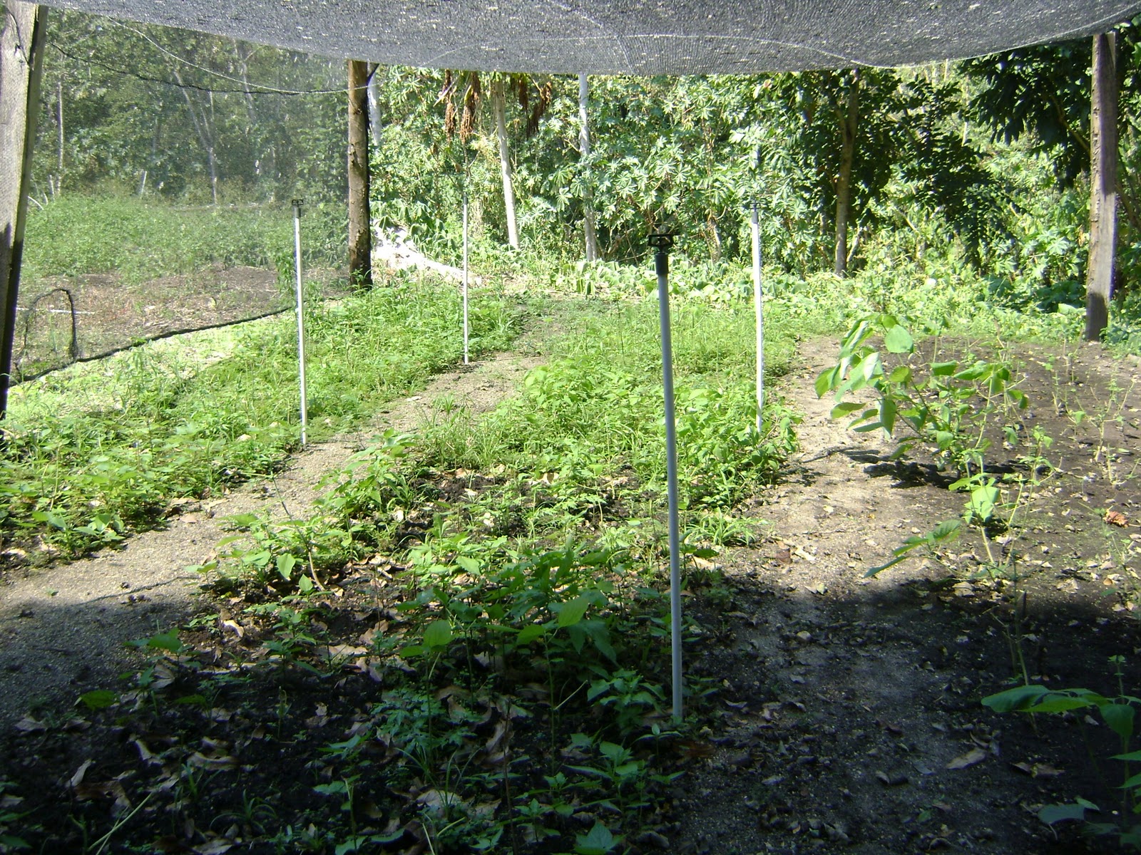 Plantaciones Forestales