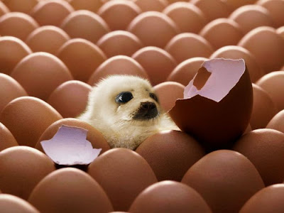 kgapofem: crazy funny pictures