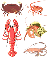 Crustaceos Exemplos