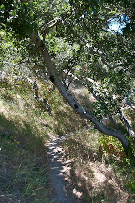 Monterey Hikes: Toro County Park