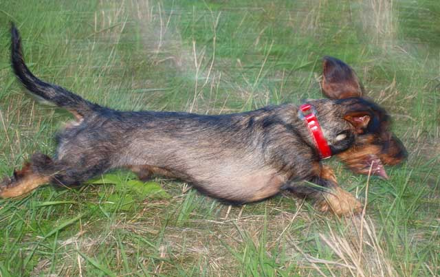 BORN-TO-TRACK BLOG: A blood tracking dog as a canine athlete
